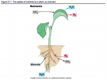 Figure 37.1 The uptake of nutrients by a plant: an overview ...
