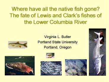 PPT – Where have all the native fish gone? The fate of Lewis and Clark ...