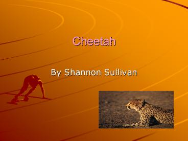 Cheetah presentation | free to view