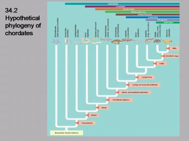 34'2 Hypothetical phylogeny of chordates presentation | free to view