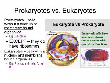 Prokaryotes vs' Eukaryotes presentation | free to view