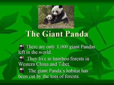 The Giant Panda presentation | free to view
