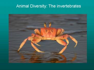 PPT – Animal Diversity: The invertebrates PowerPoint presentation ...