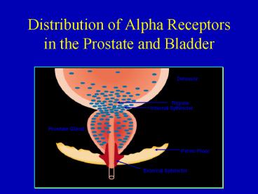 Distribution of Alpha Receptors in the Prostate and Bladder ...