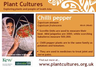 Chilli pepper presentation | free to view
