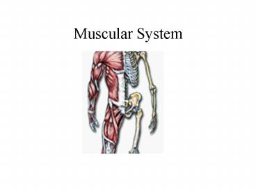 PPT – Muscular System PowerPoint presentation | free to view - id ...