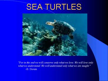 SEA TURTLES presentation | free to view