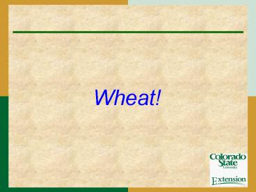 Wheat presentation | free to view
