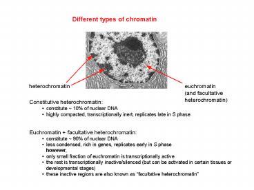 Different types of chromatin presentation | free to view