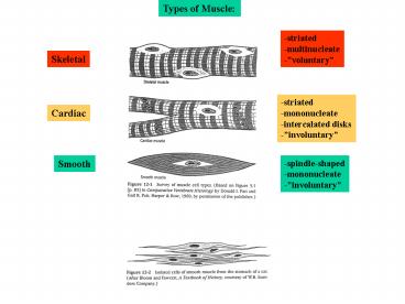 Types of Muscle: presentation | free to view