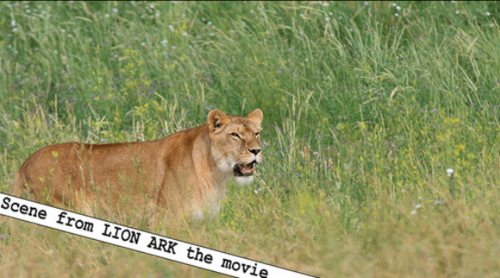 Behind the Scenes: Lion Ark, a Remarkable Animal Rescue Documentary