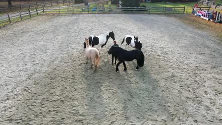 Braveheart Beasts website video | ProductionHUB