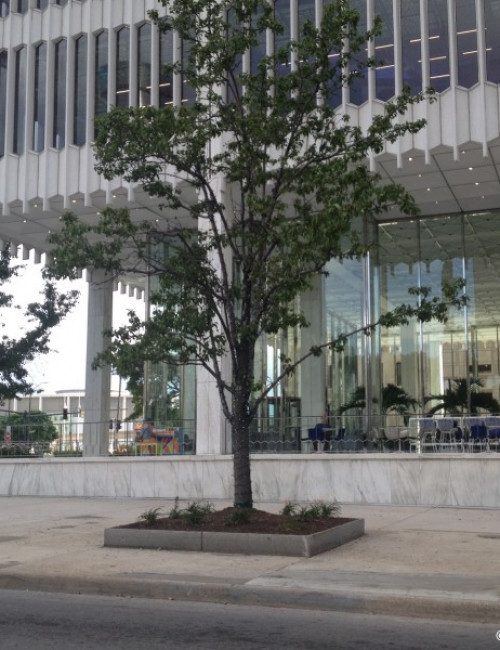 One Woodward Avenue - The Skyscraper Center