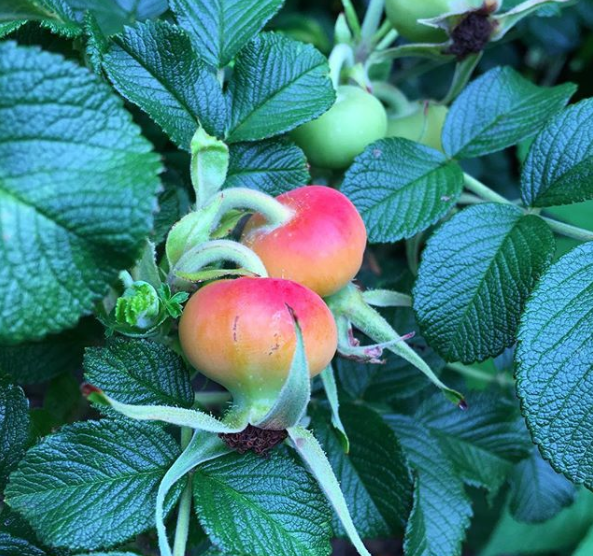 Stop and eat the roses? How to select & use edible roses in your garden ...