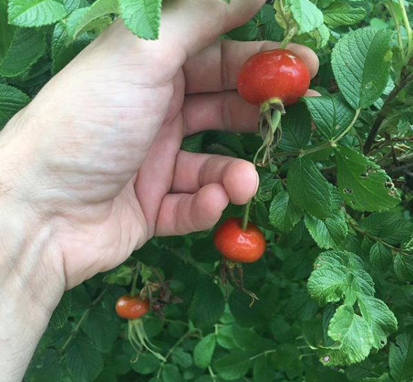 Stop and eat the roses? How to select & use edible roses in your garden ...