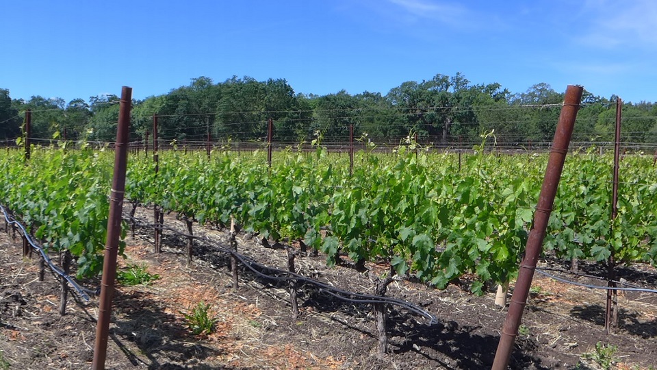 Kapcsándy Roberta’s Reserve and Grand Vin (Jun 2019) | Vinous - Explore ...