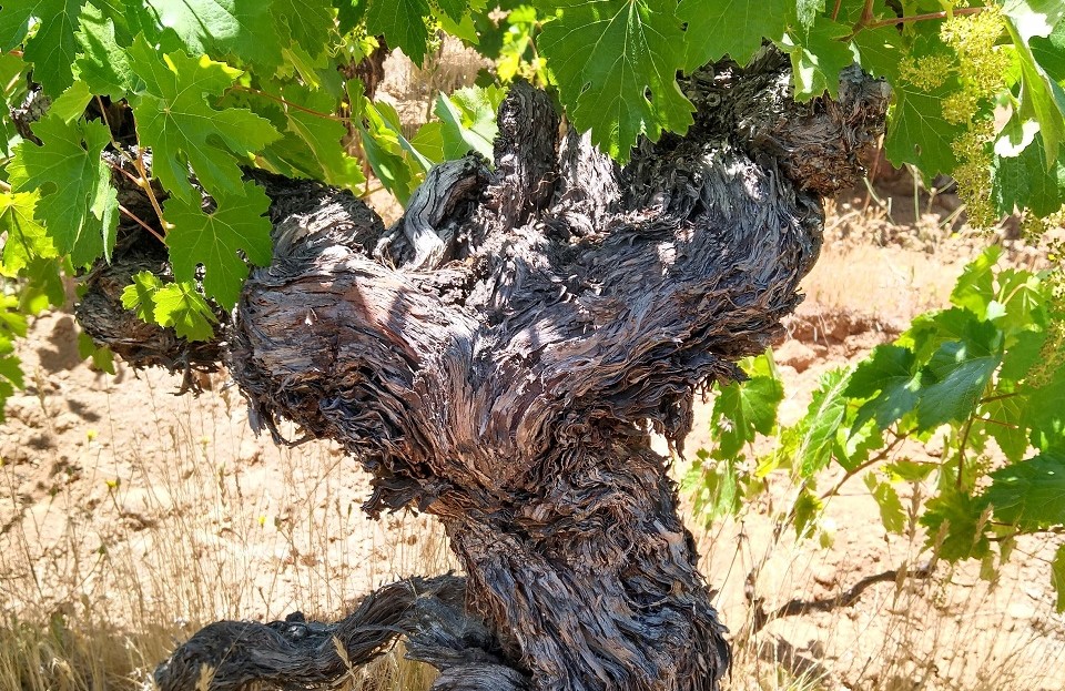 The Many Different Chiles of Chile (Mar 2020) | Vinous - Explore All ...