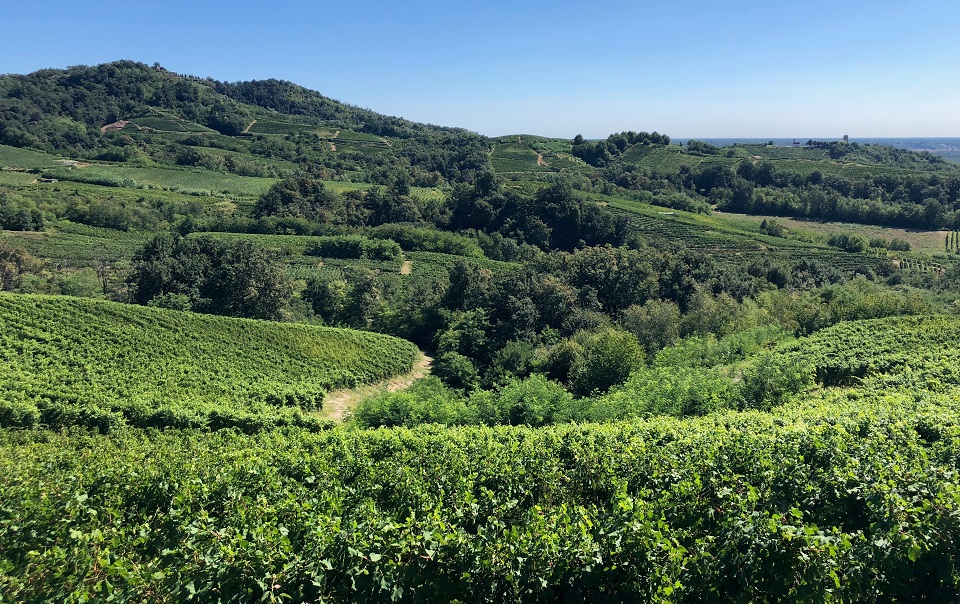 Nebbiolo in Its Many Guises: Alto Piemonte & Valtellina (apr 2020 ...