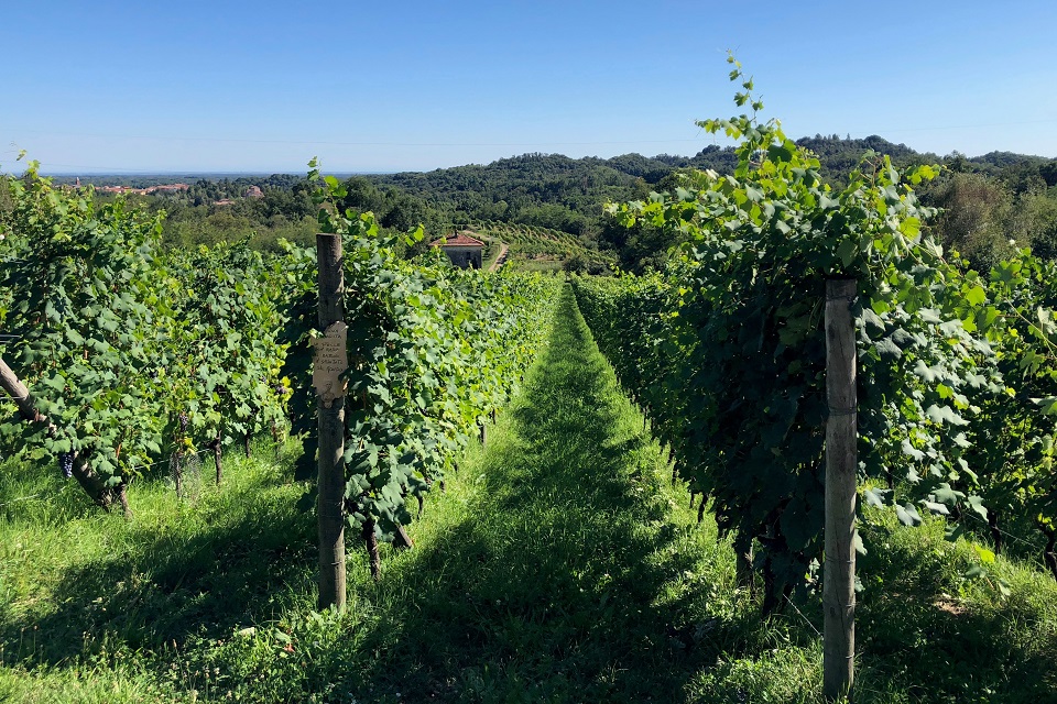 Nebbiolo in Its Many Guises: Alto Piemonte & Valtellina (apr 2020 ...