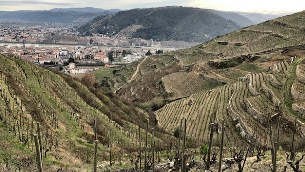 Northern Rhône: A First Look at the 2019s (May 2020) | Vinous - Explore ...