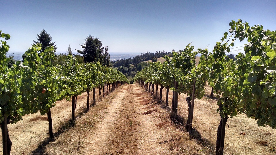 Oregon Outside the Pinot Noir Box (Sep 2020) | Vinous - Explore All ...