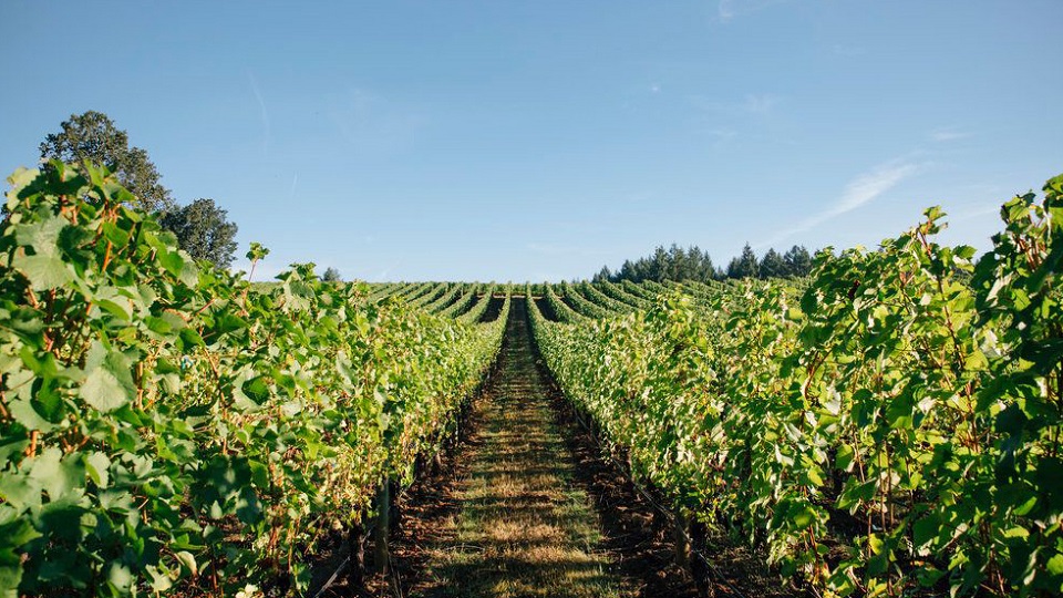 Oregon Outside the Pinot Noir Box (Sep 2020) | Vinous - Explore All ...