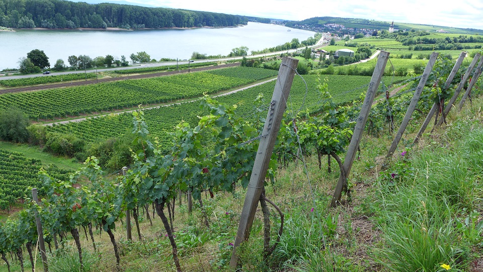 Rheinhessen 2018: Revelatory Rieslings (Nov 2020) | Vinous - Explore ...