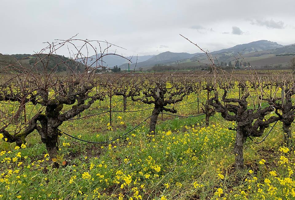 California Vineyard Series: Pagani Ranch (Dec 2020) | Vinous - Explore ...