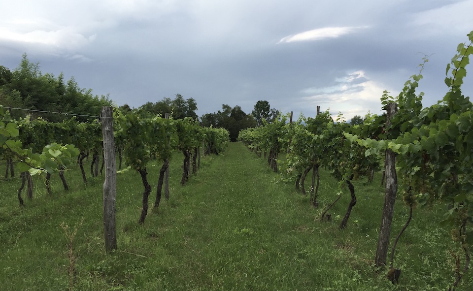 Friuli Venezia Giulia – In Constant Motion (Jan 2021) | Vinous ...