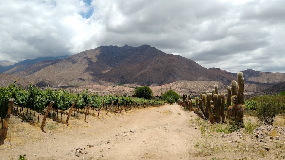 Extreme High-Altitude Wines from Argentina's Northern Valleys (Feb 2021 ...