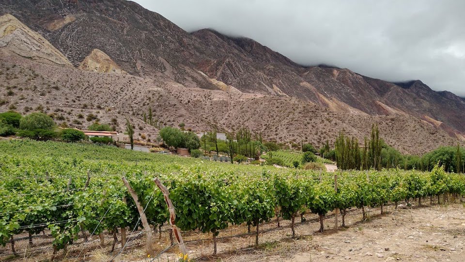 Extreme High-Altitude Wines from Argentina's Northern Valleys (Feb 2021 ...