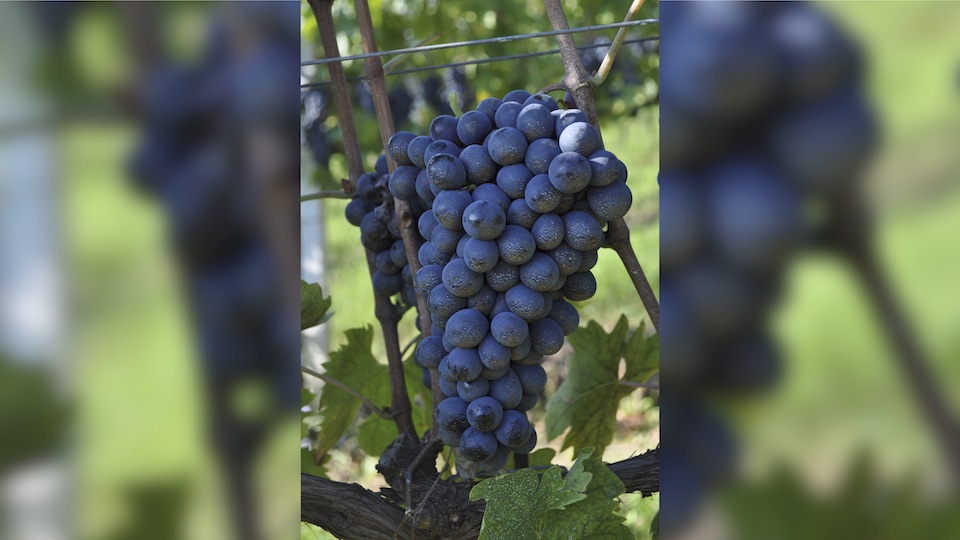 Italy's Food and Wine Epicenter: Emilia-Romagna (Nov 2021) | Vinous ...