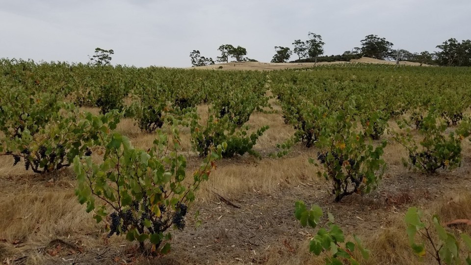 The Barossa: An Ascent to Higher Quality (Dec 2021) | Vinous - Explore ...