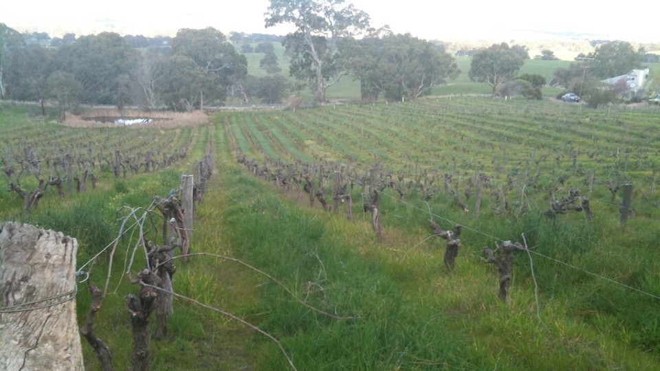 The Barossa: An Ascent to Higher Quality (Dec 2021) | Vinous - Explore ...