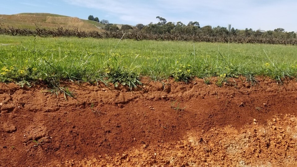 The Barossa: An Ascent to Higher Quality (Dec 2021) | Vinous - Explore ...