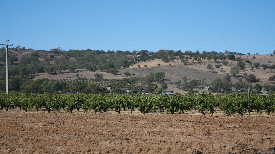 The Barossa: An Ascent to Higher Quality (Dec 2021) | Vinous - Explore ...