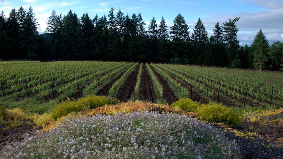 Oregon’s 2019 Pinot Noirs - A Return to Classicism (Feb 2022) | Vinous ...
