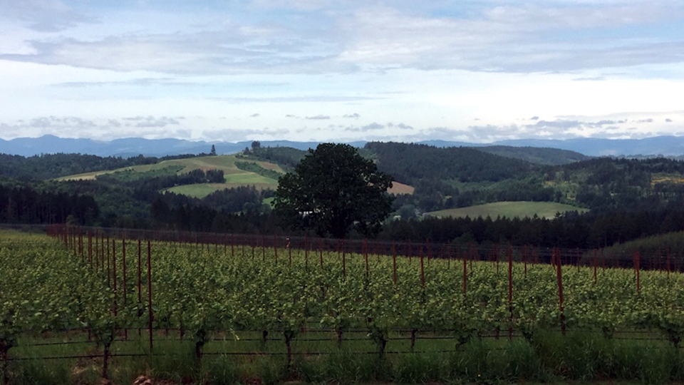 Oregon’s 2019 Pinot Noirs - A Return to Classicism (Feb 2022) | Vinous ...