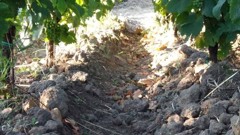 Sicily: Welcome to the Revolution (Jun 2022) | Vinous - Explore All ...