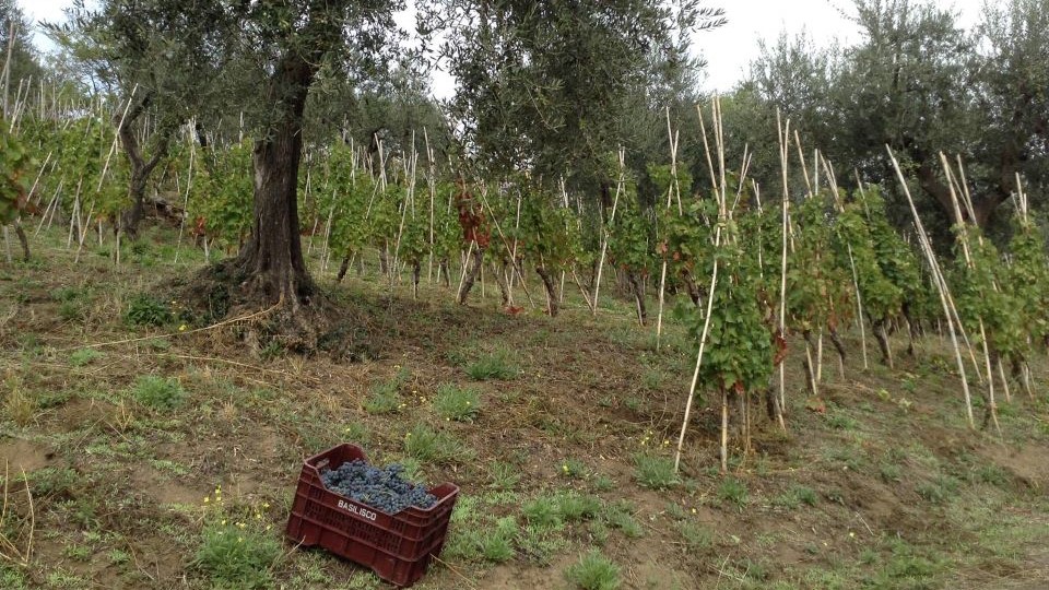 Basilicata: Vulture’s Rise from the Ashes (Sep 2022) | Vinous - Explore ...
