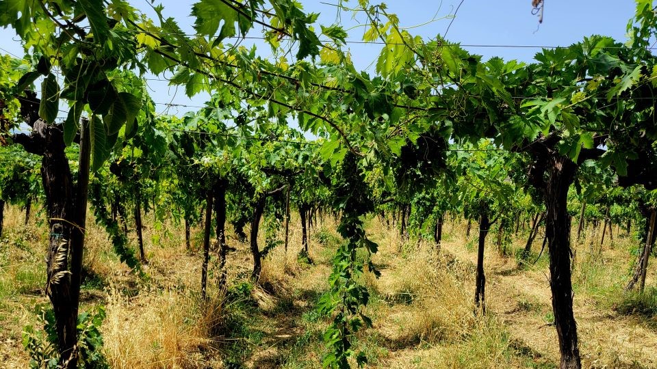 Decoding Emidio Pepe: 13 Vintages of Montepulciano d’Abruzzo Vecchie ...