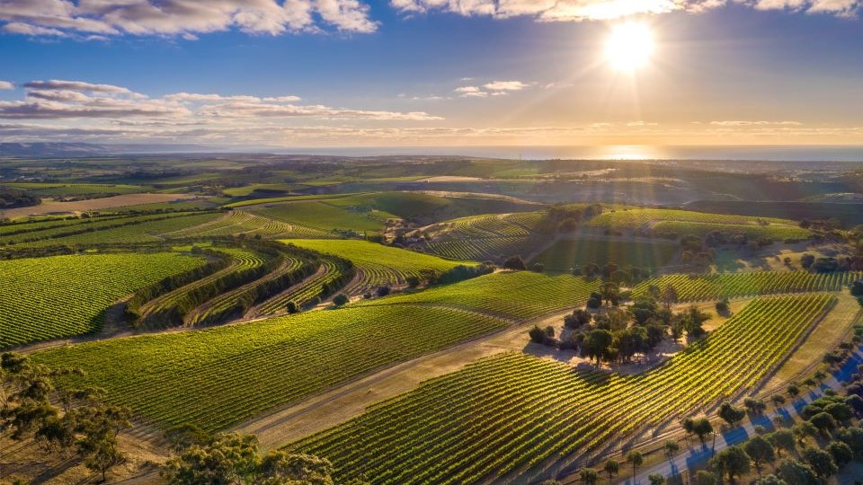 The Many Faces of McLaren Vale (Feb 2023) | Vinous - Explore All Things ...