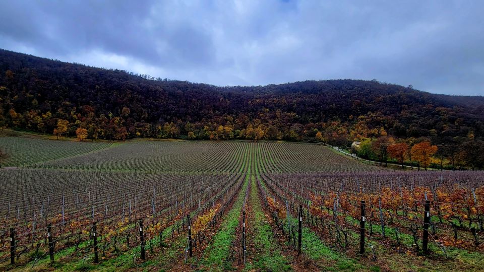 Veneto: The Land of Opportunity (Mar 2023) | Vinous - Explore All ...