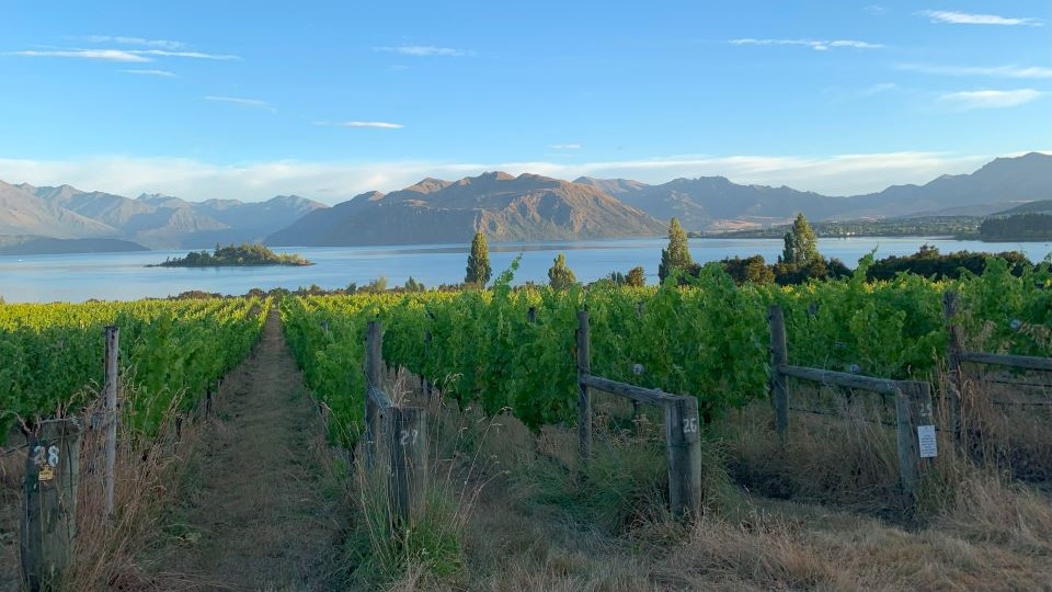 All Change: New Zealand Reds (Apr 2023) | Vinous - Explore All Things Wine