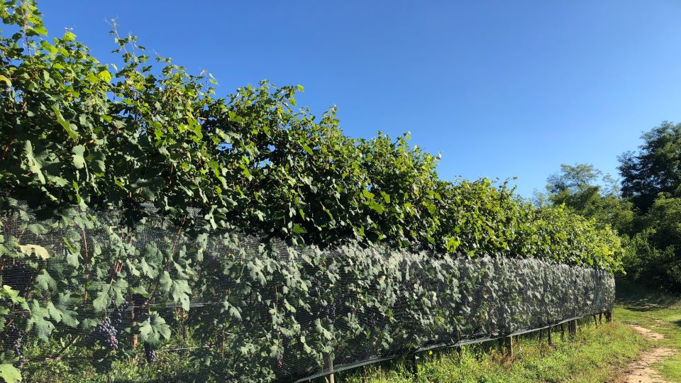 Nebbiolo Shines in Alto Piemonte, Carema & Valtellina (Jun 2023 ...