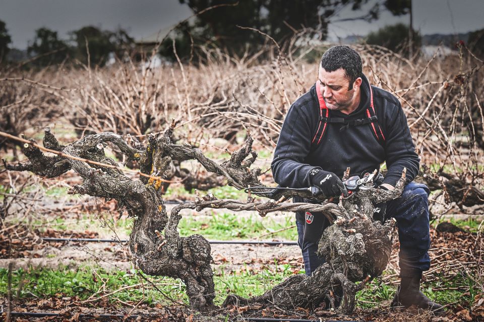 Changing Gears in Barossa (Jun 2023) | Vinous - Explore All Things Wine