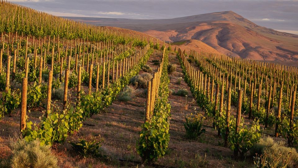 Rhônes on the Rise: Washington State Takes the Lead (Aug 2023) | Vinous ...