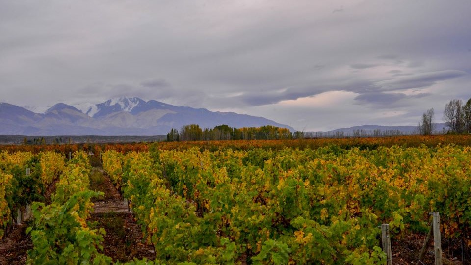 The Uco Valley: Where Diverse Terroirs Work Their Magic (Sep 2023 ...