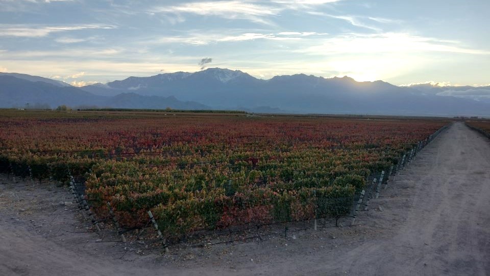 The Uco Valley: Where Diverse Terroirs Work Their Magic (Sep 2023 ...