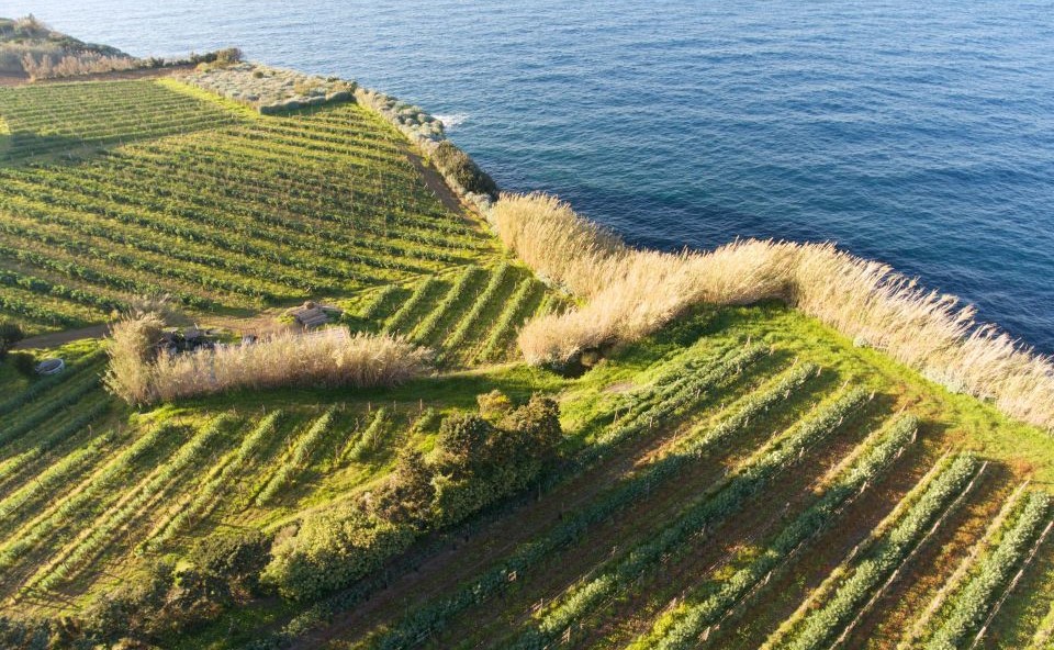 Surpassing Expectations: New Releases from Sicily (Sep 2023) | Vinous ...